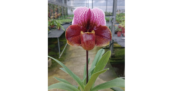 Орхiдея Paph. Charlesworthii x Great Pacific - купити, доставка Україна
